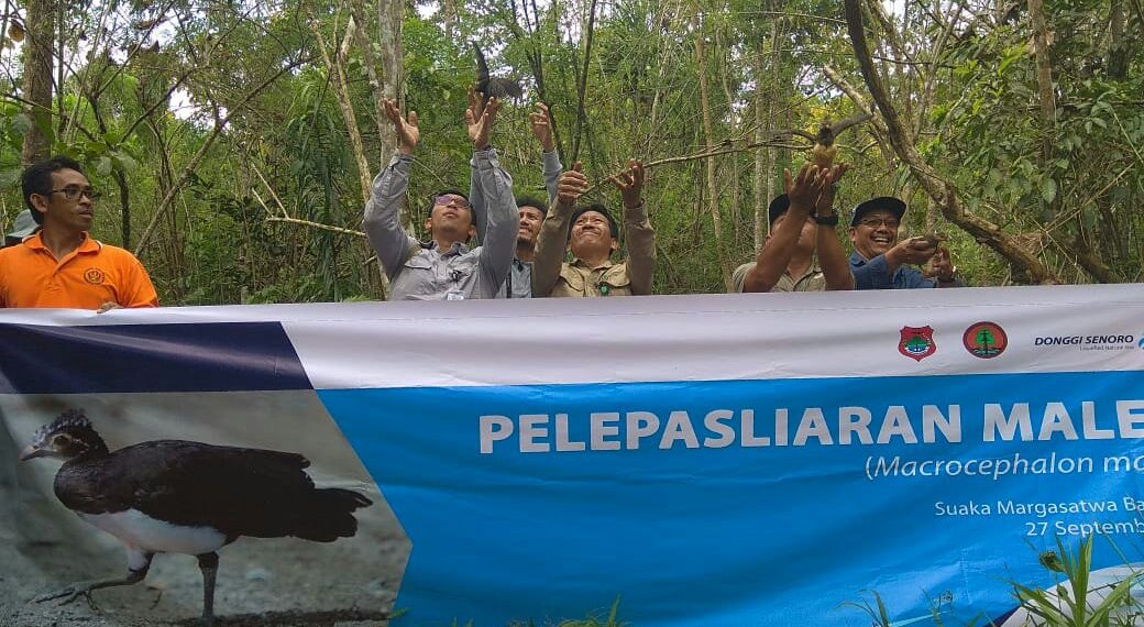 Uniknya Inisiatif CSR Donggi Senoro LNG, Pelestarian Satwa Langka ...